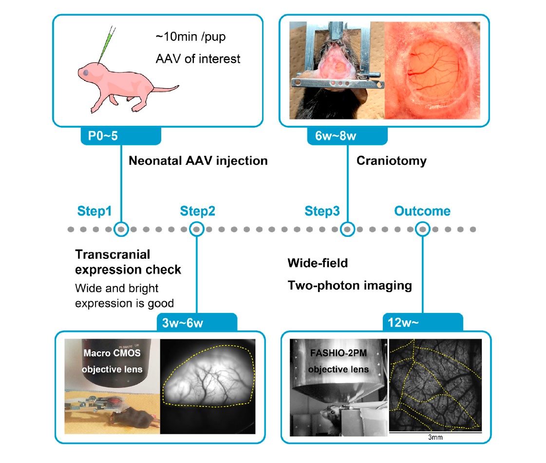 Protocol for cortical-wide field-of-view two-photon imaging with quick ...